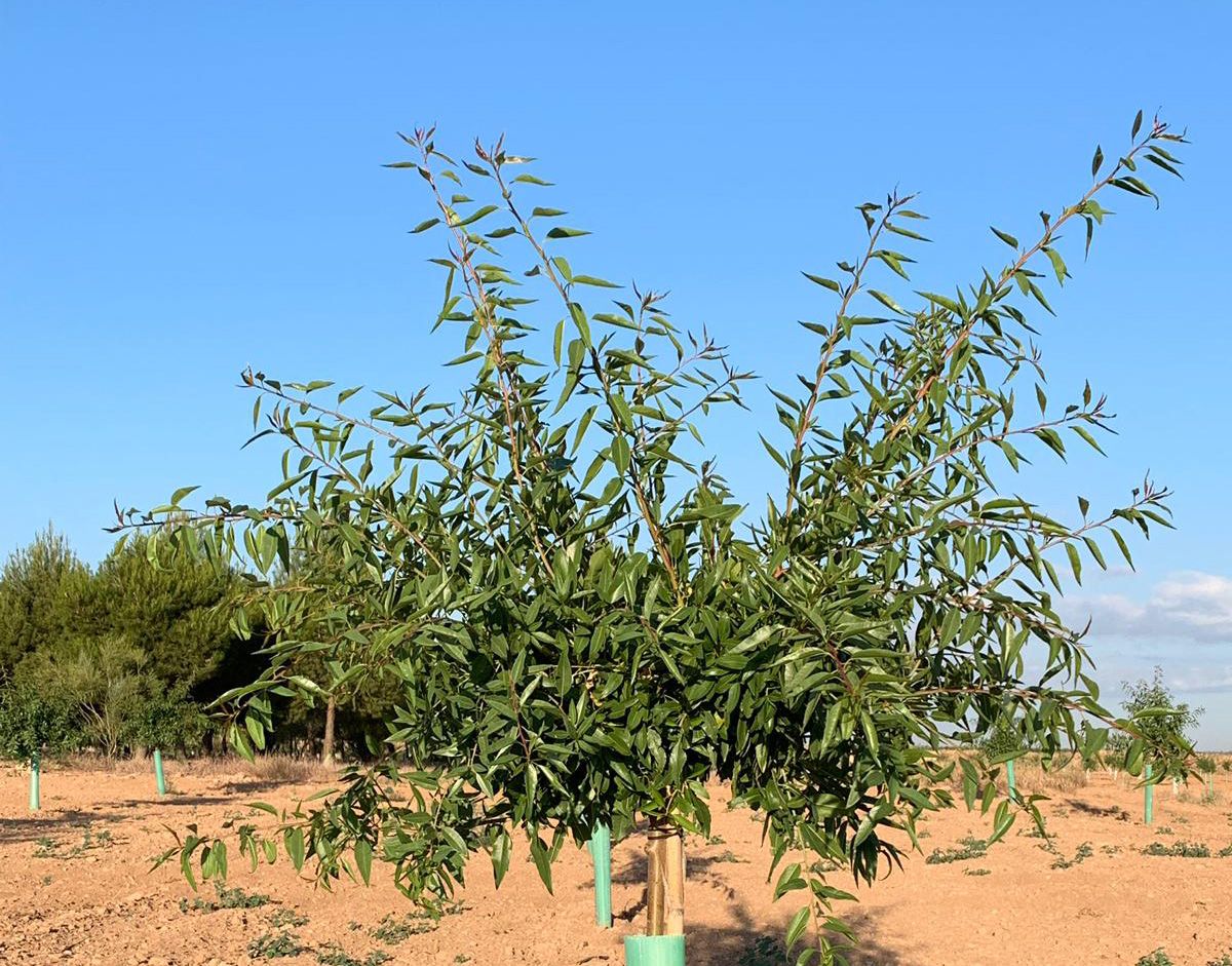 Planta de Almendro - S.A.T. Los Tallaos