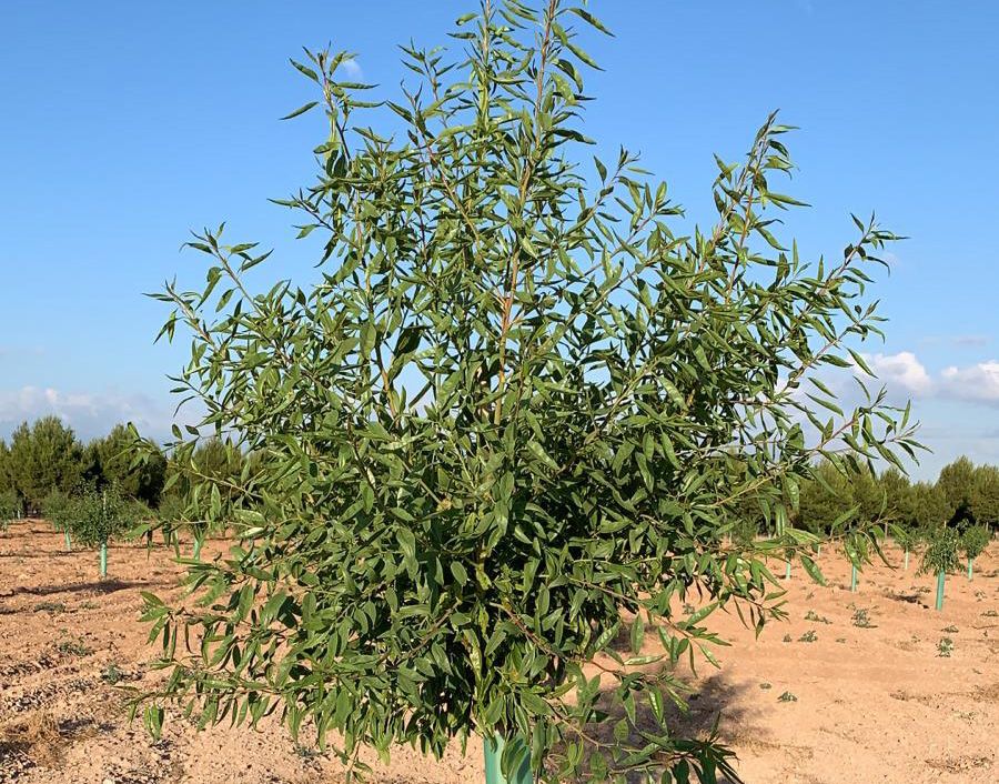 Planta de Almendro - S.A.T. Los Tallaos